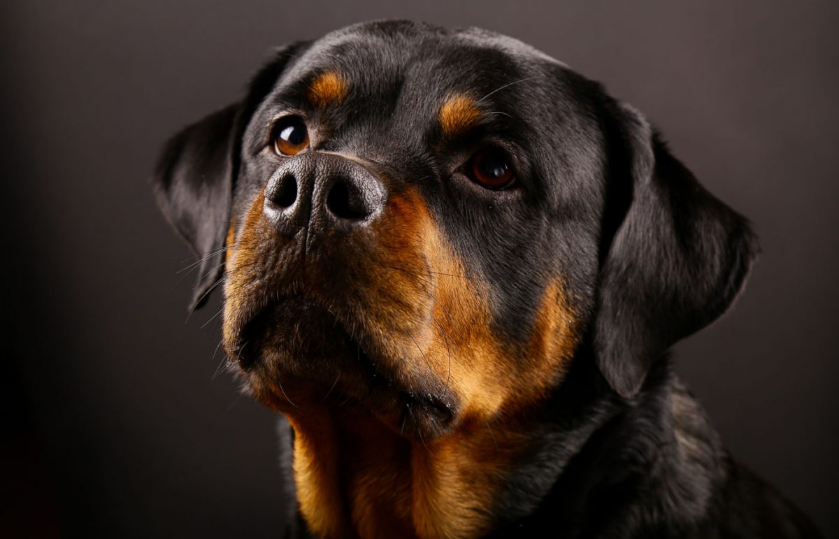 Services - Vet in Durham | Page Point Animal Hospital & Pet Resort