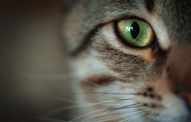 Services - Vet in Durham | Page Point Animal Hospital & Pet Resort