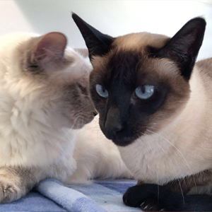 Pet Hotel - Vet in Durham | Page Point Animal Hospital & Pet Resort