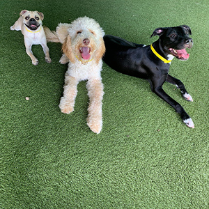 Fitness Center - Vet in Durham | Page Point Animal Hospital & Pet Resort