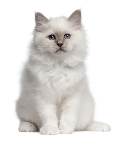 Feline Preventative Care Plan - Vet in Durham | Page Point Animal ...