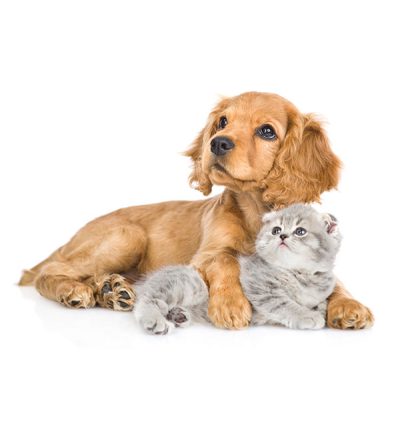 Preventative Care Plans - Vet in Durham | Page Point Animal Hospital ...