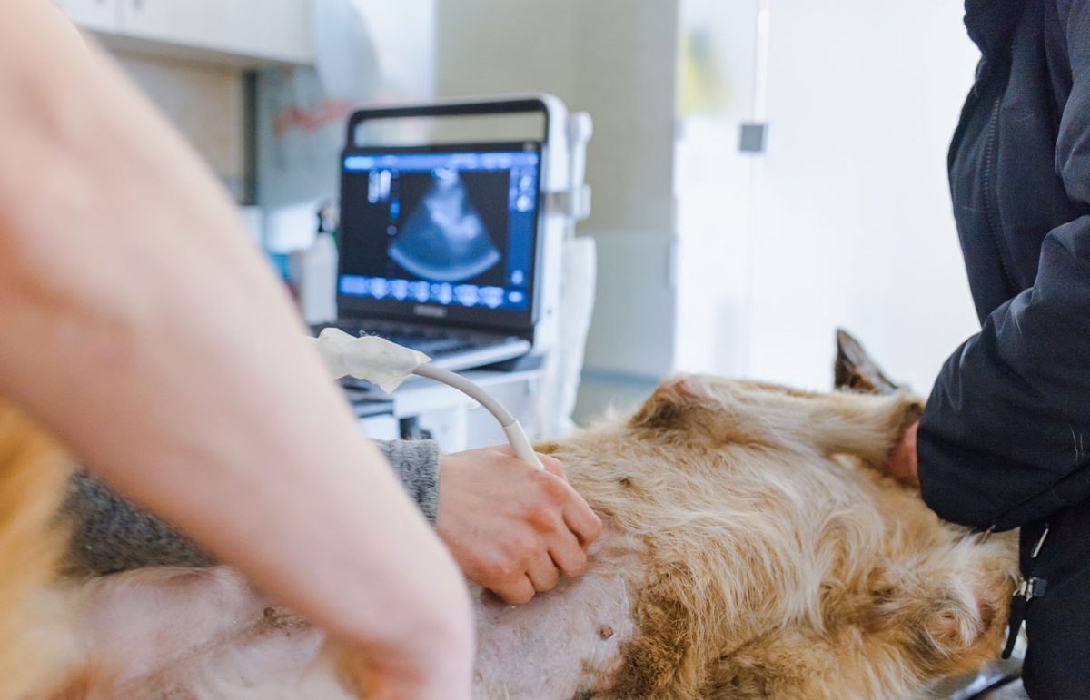 Services - Vet in Durham | Page Point Animal Hospital & Pet Resort